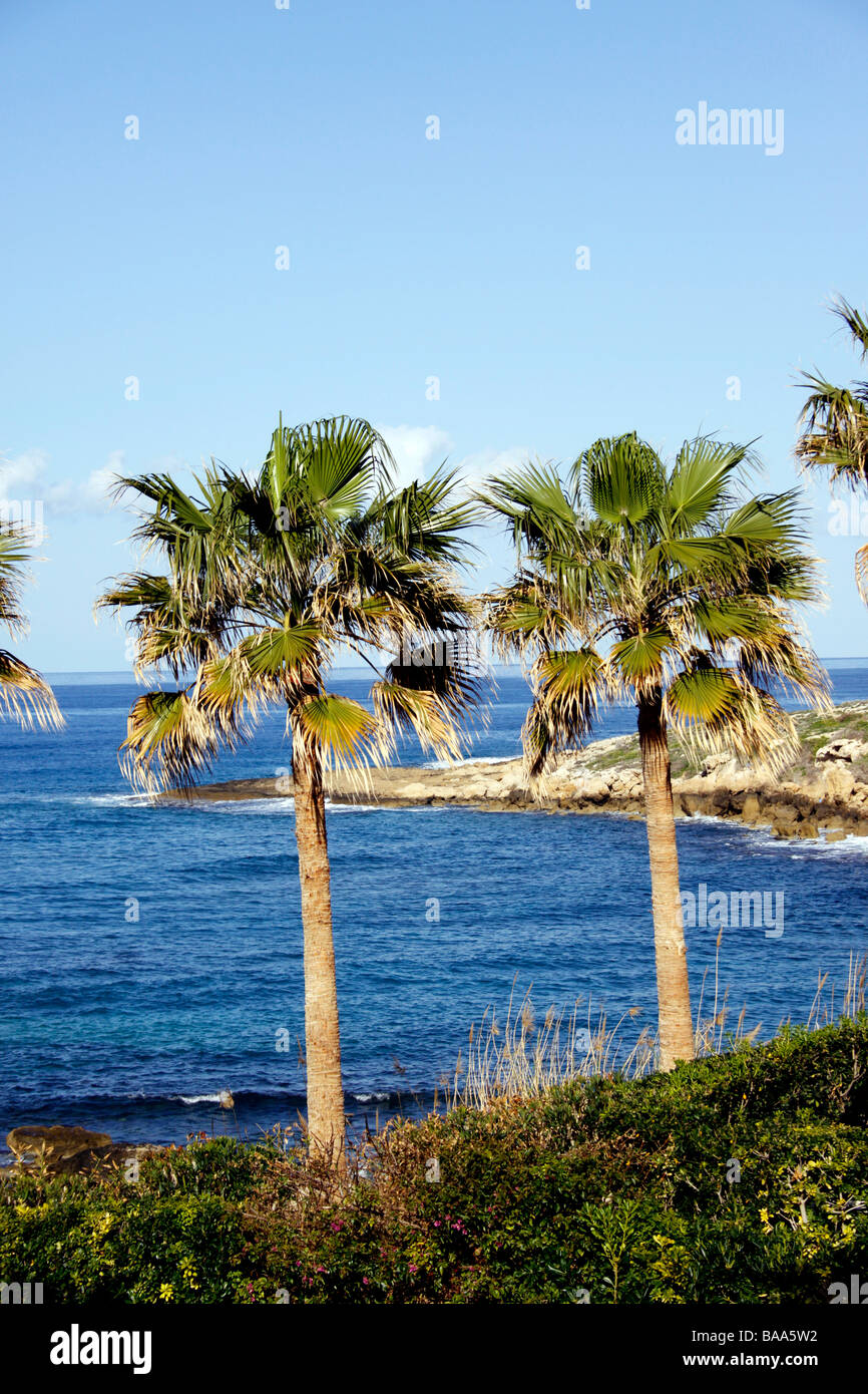 TRACHYCARPUS FORTUNEI. CHUSAN PALM AGAINST A MEDITERRANEAN SKY Stock ...