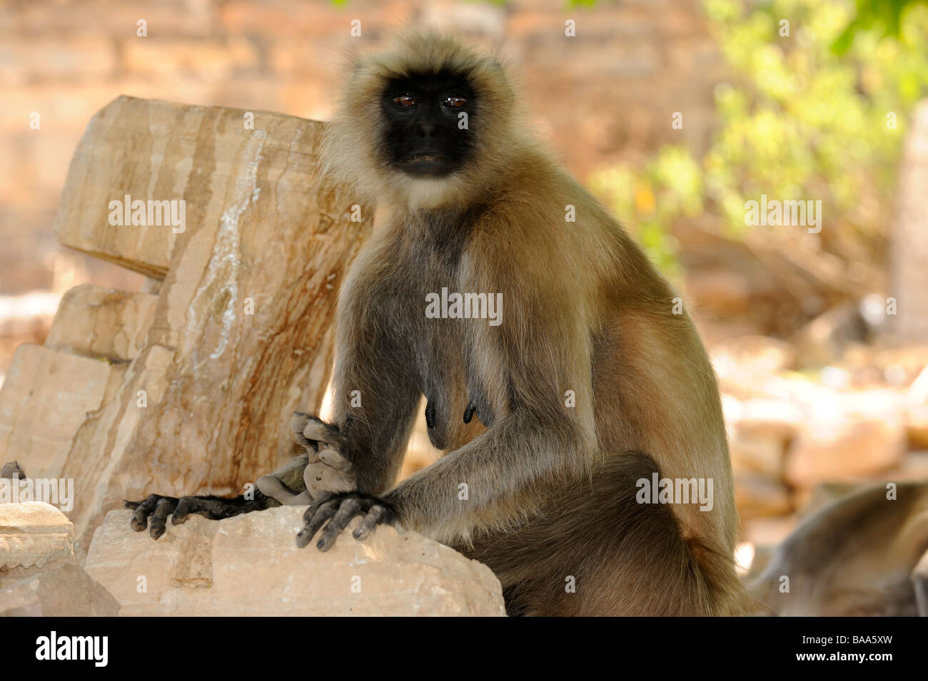Langur monkey's in Chittaurgarh Fort Stock Photo - Alamy