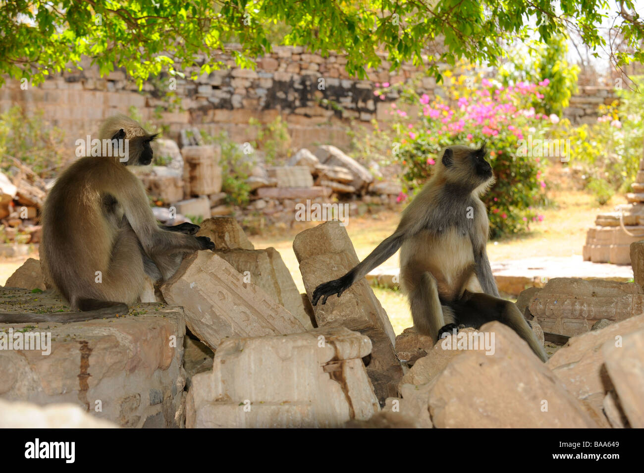 Langur monkey's in Chittaurgarh Fort Stock Photo - Alamy