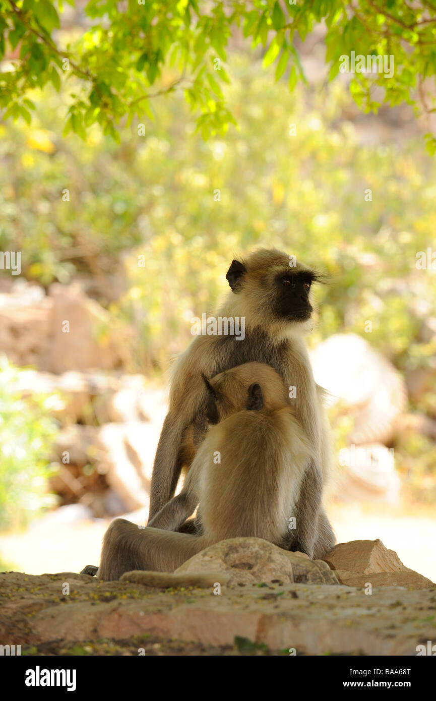 Langur monkey's in Chittaurgarh Fort Stock Photo - Alamy