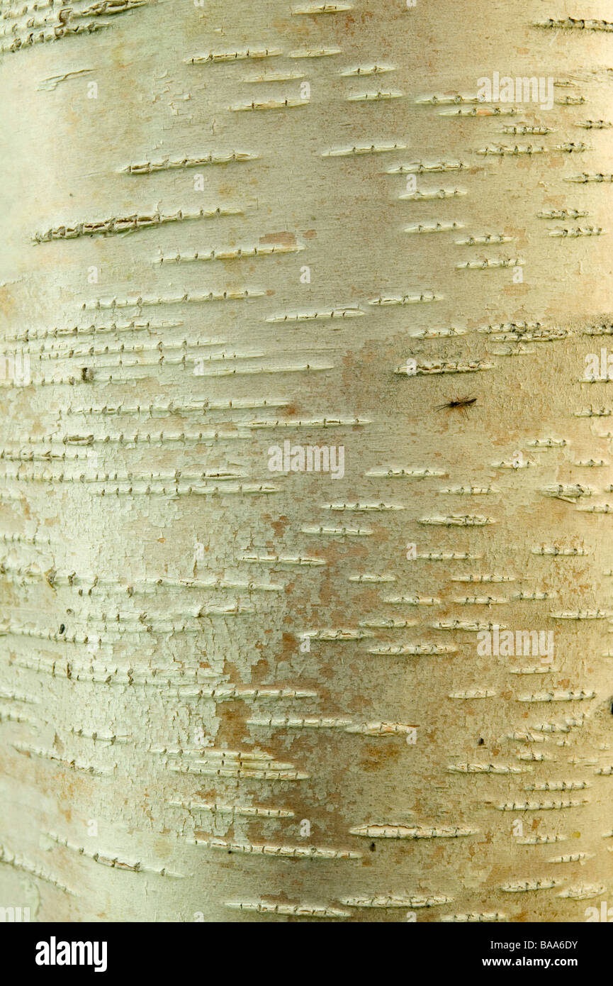 White barked birch trees hi-res stock photography and images - Alamy