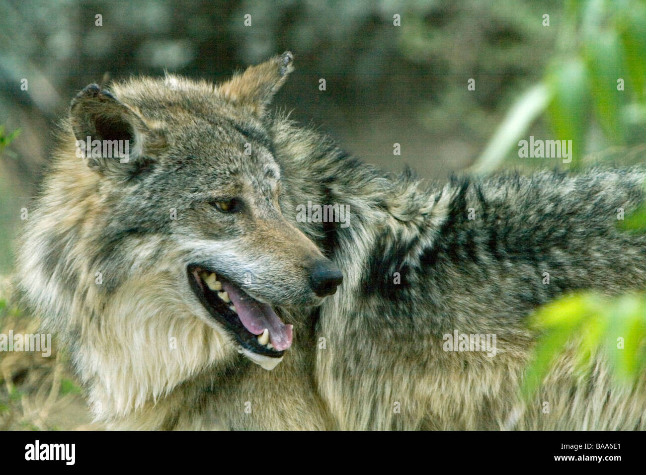 Wolf Looking Over Shoulder