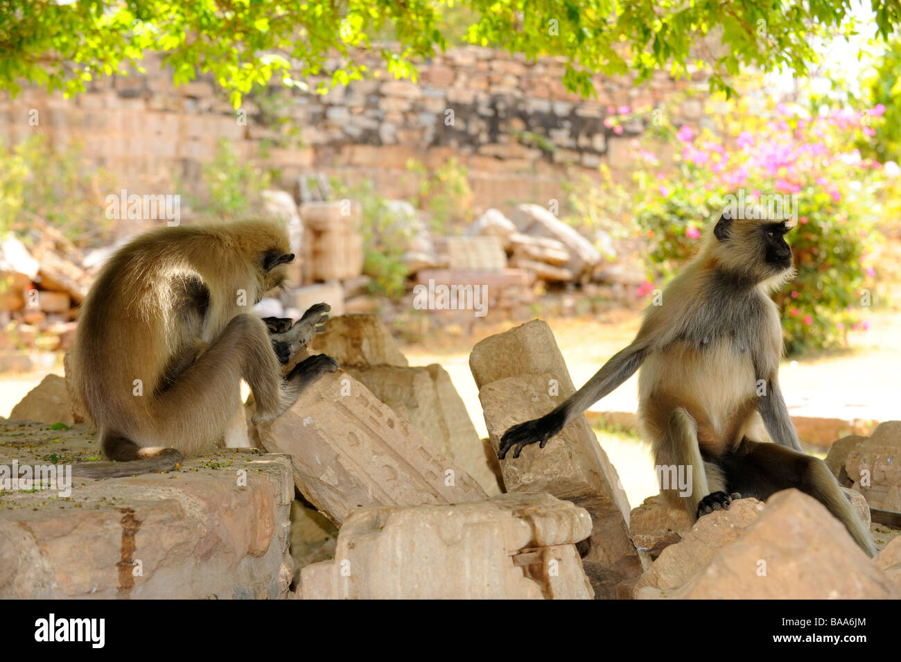 Langur monkey's in Chittaurgarh Fort Stock Photo - Alamy