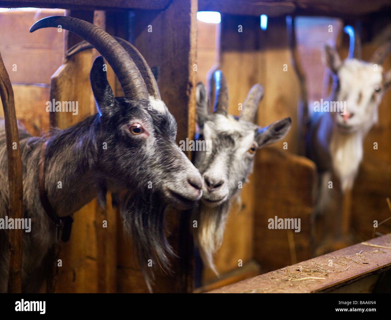Goats in a barn Stock Photo - Alamy