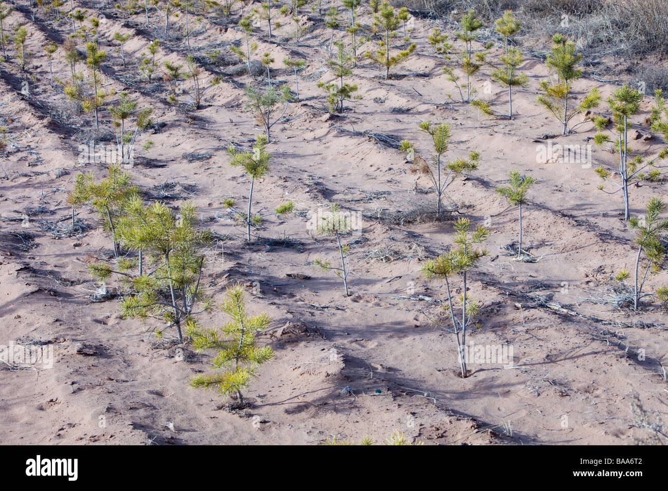 Trees planted to combat climate change induced desertification in Inner ...