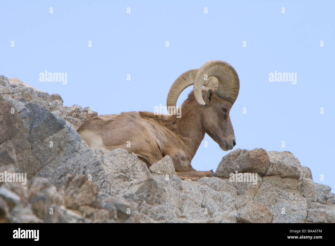 Bighorn sheep ram lying down hi-res stock photography and images - Alamy