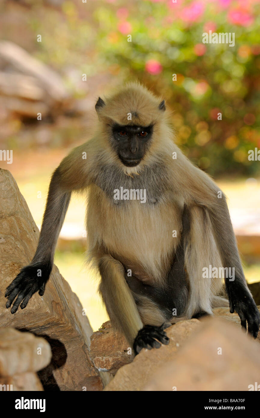 Langur monkey's in Chittaurgarh Fort Stock Photo - Alamy