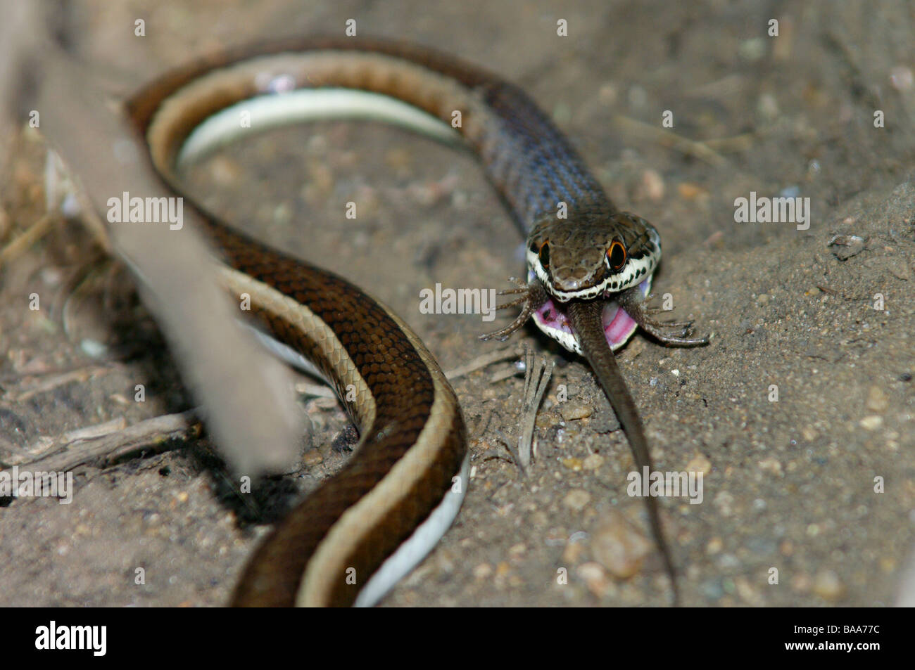 A Western Stripe-bellied Sand Snake eating a lizard that it caught at ...