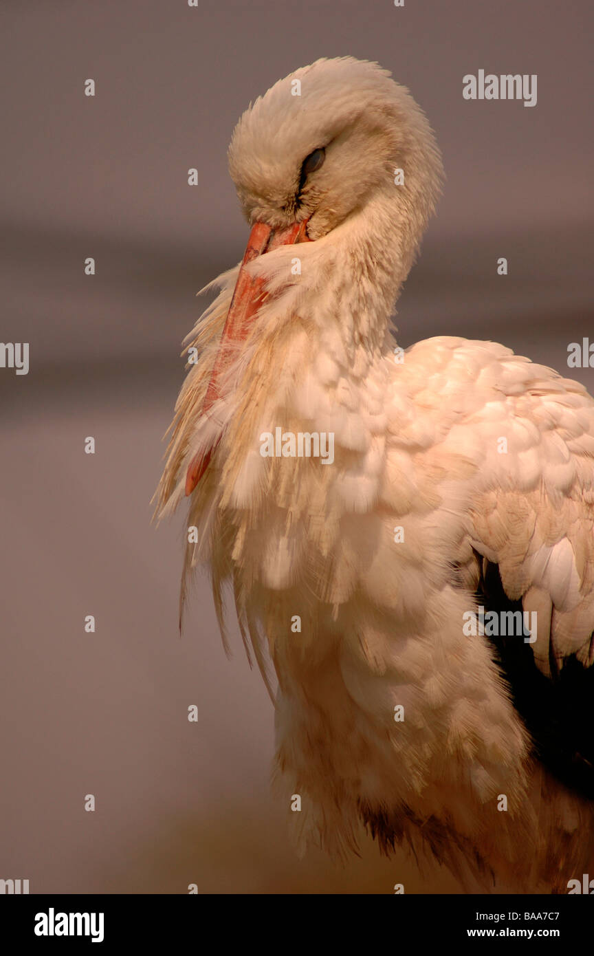 A sleeping stork in a faunistic center in Bergamo (Italy Stock Photo ...
