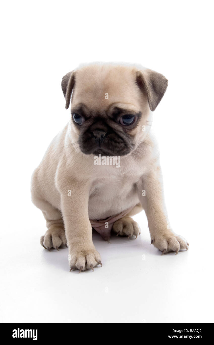 Animal bite dog Cut Out Stock Images & Pictures - Alamy