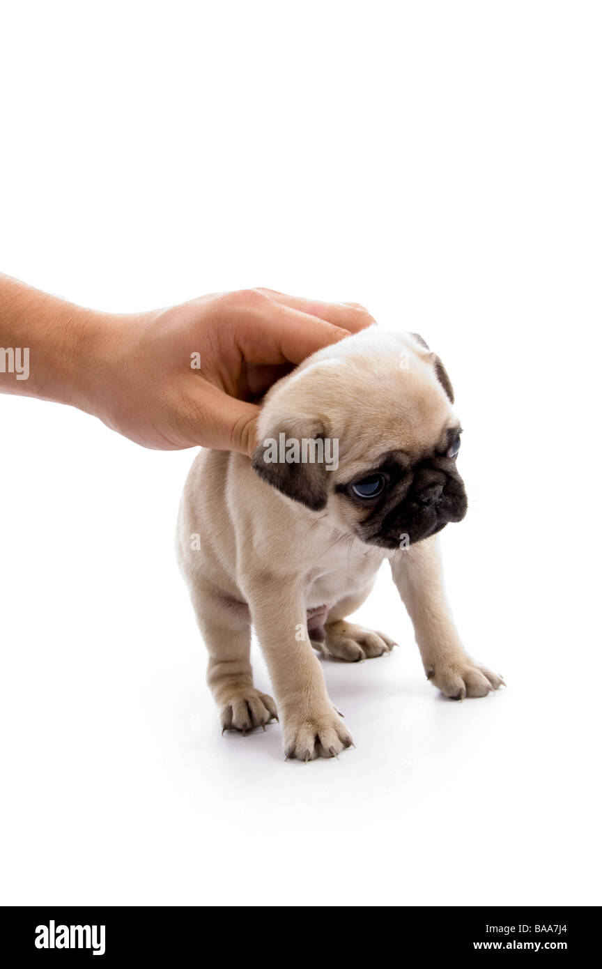 hand holding little puppy Stock Photo - Alamy