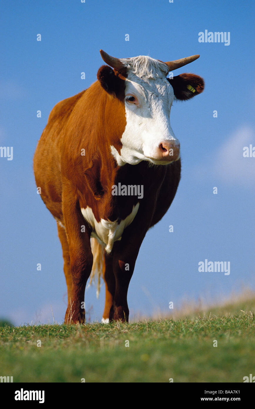 Cow standing on field Stock Photo - Alamy