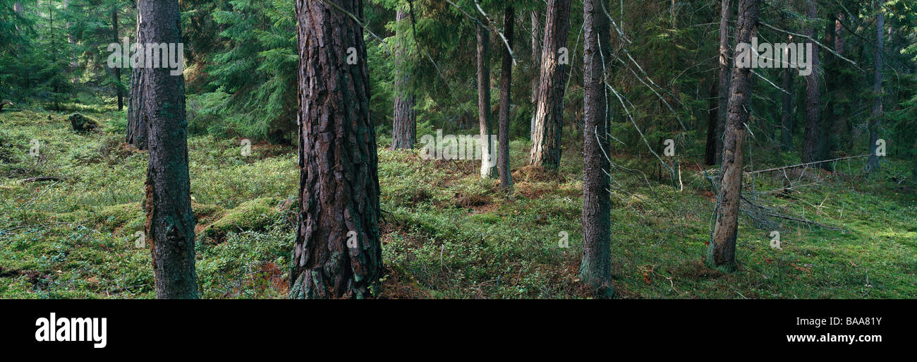 Trees trunks in forest Stock Photo - Alamy
