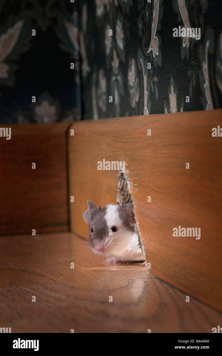 White mouse looking at camera hi-res stock photography and images - Alamy