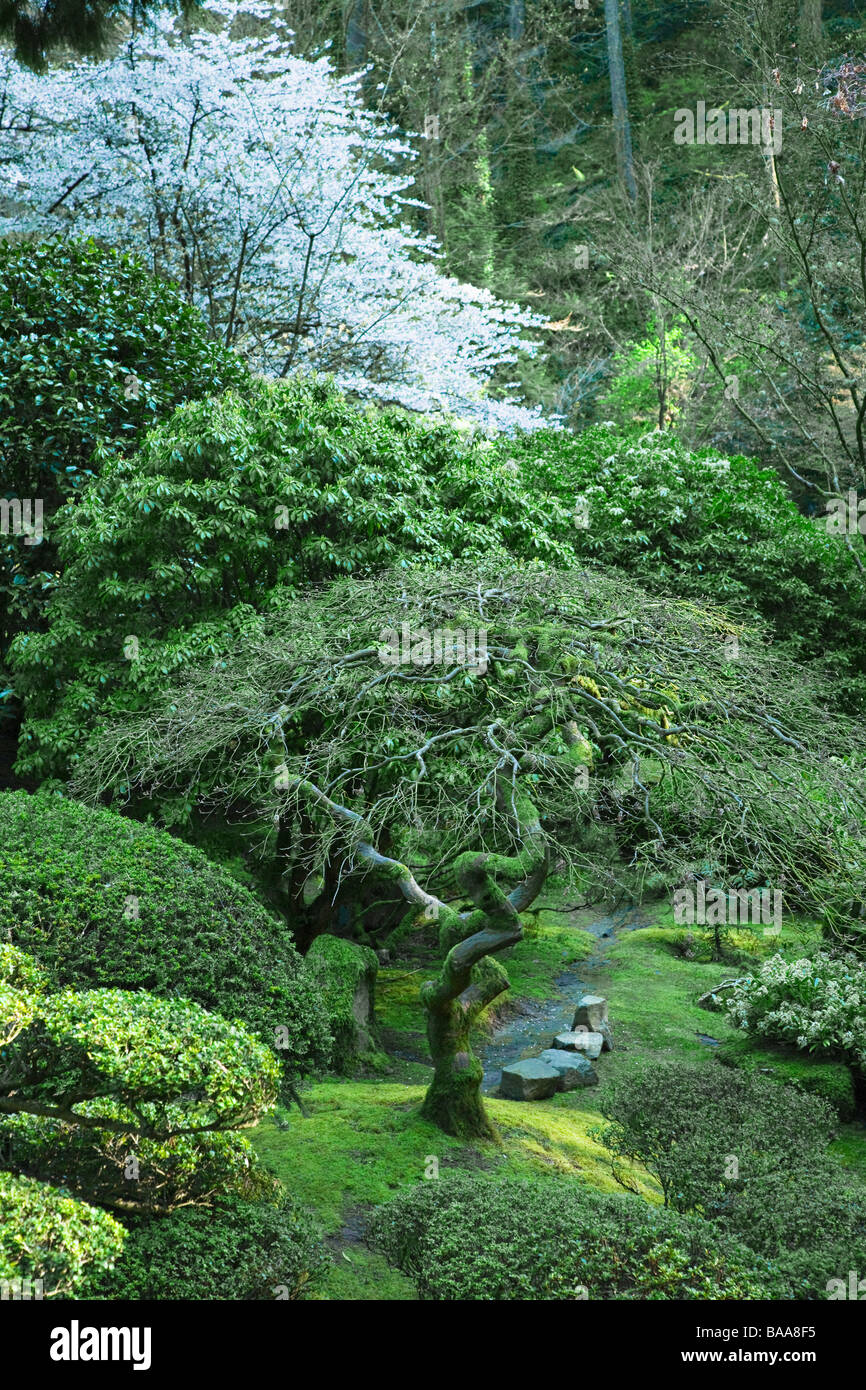 Portland Japanese garden spring Stock Photo - Alamy