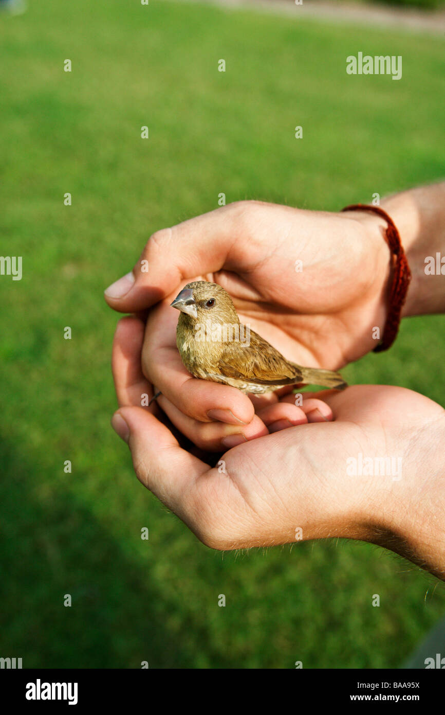 A little bird in a hand Stock Photo - Alamy