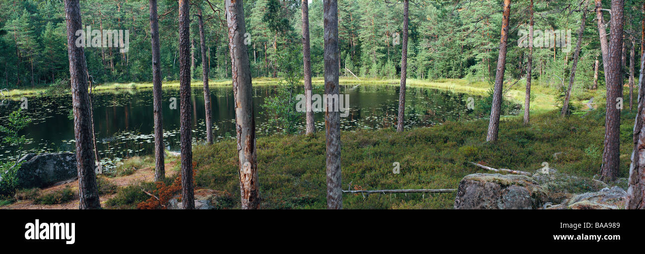 A small lake in the forest Smaland Sweden Stock Photo - Alamy