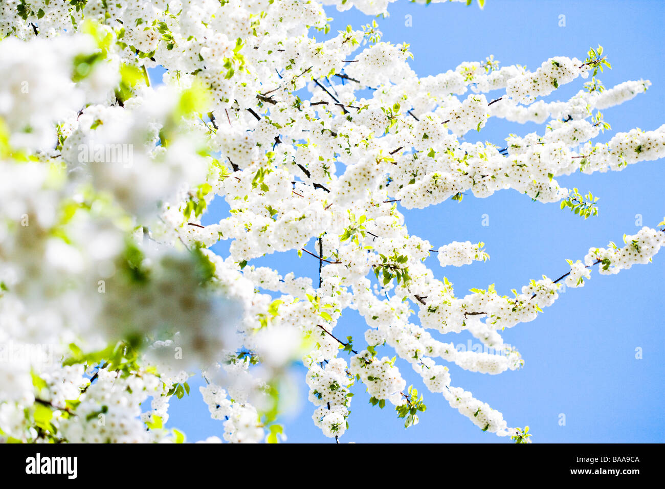 Flowering fruit-tree, Sweden Stock Photo - Alamy