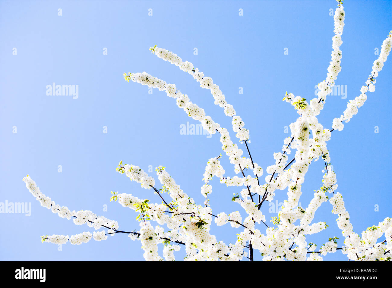Flowering fruit-tree, Sweden Stock Photo - Alamy