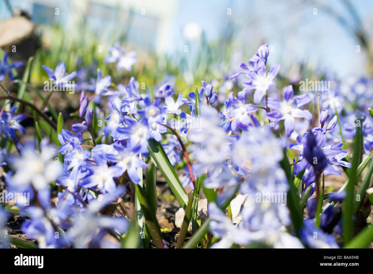Swedish spring flowers hi-res stock photography and images - Alamy