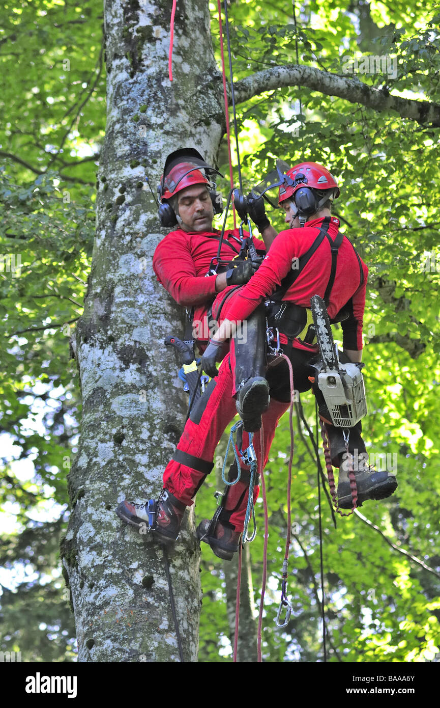Rescue of a logger Stock Photo - Alamy