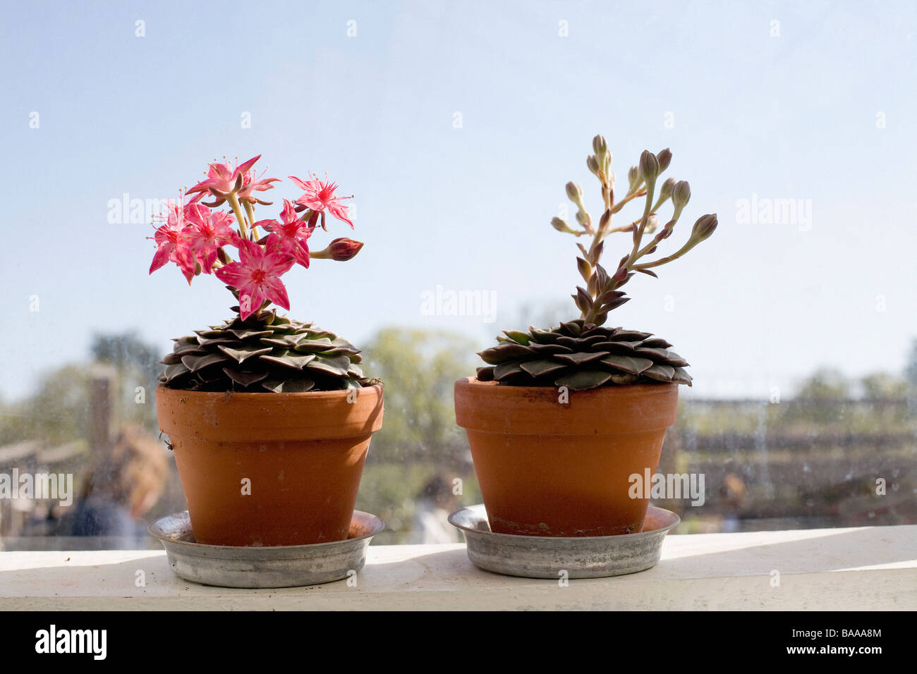 Two pot-plants, Sweden Stock Photo - Alamy