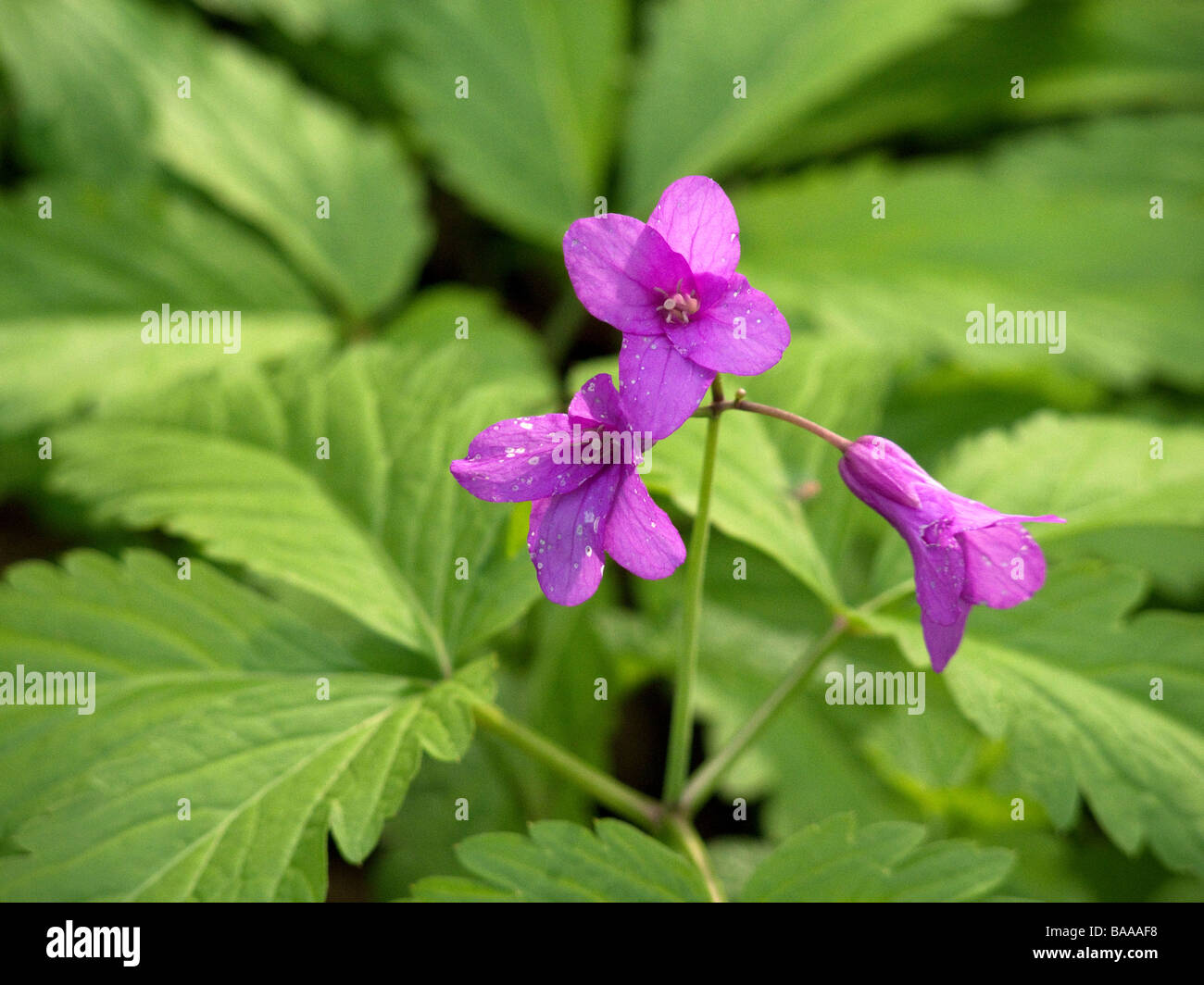 Dentaria glandulosa hi-res stock photography and images - Alamy