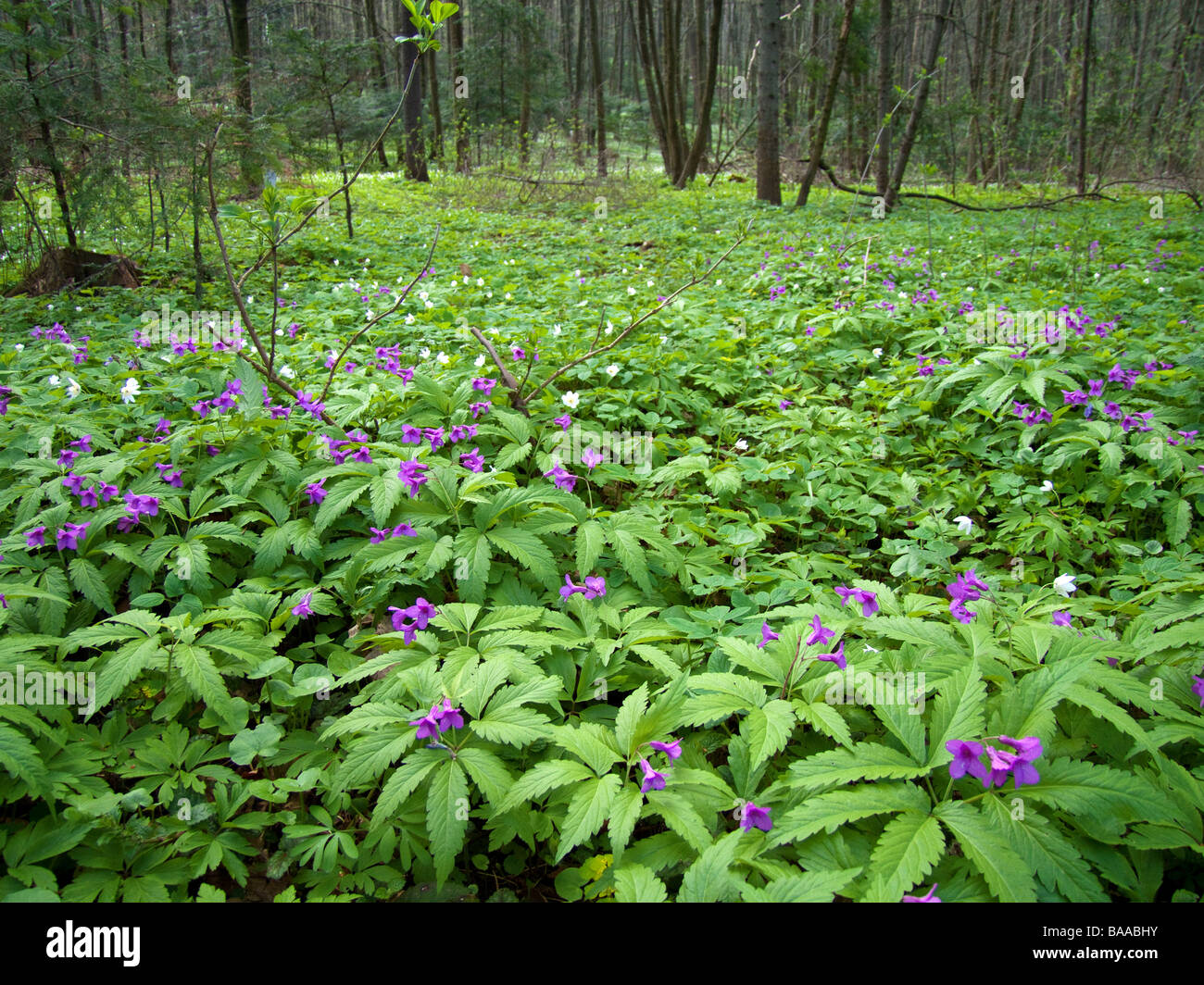 Dentaria glandulosa hi-res stock photography and images - Alamy