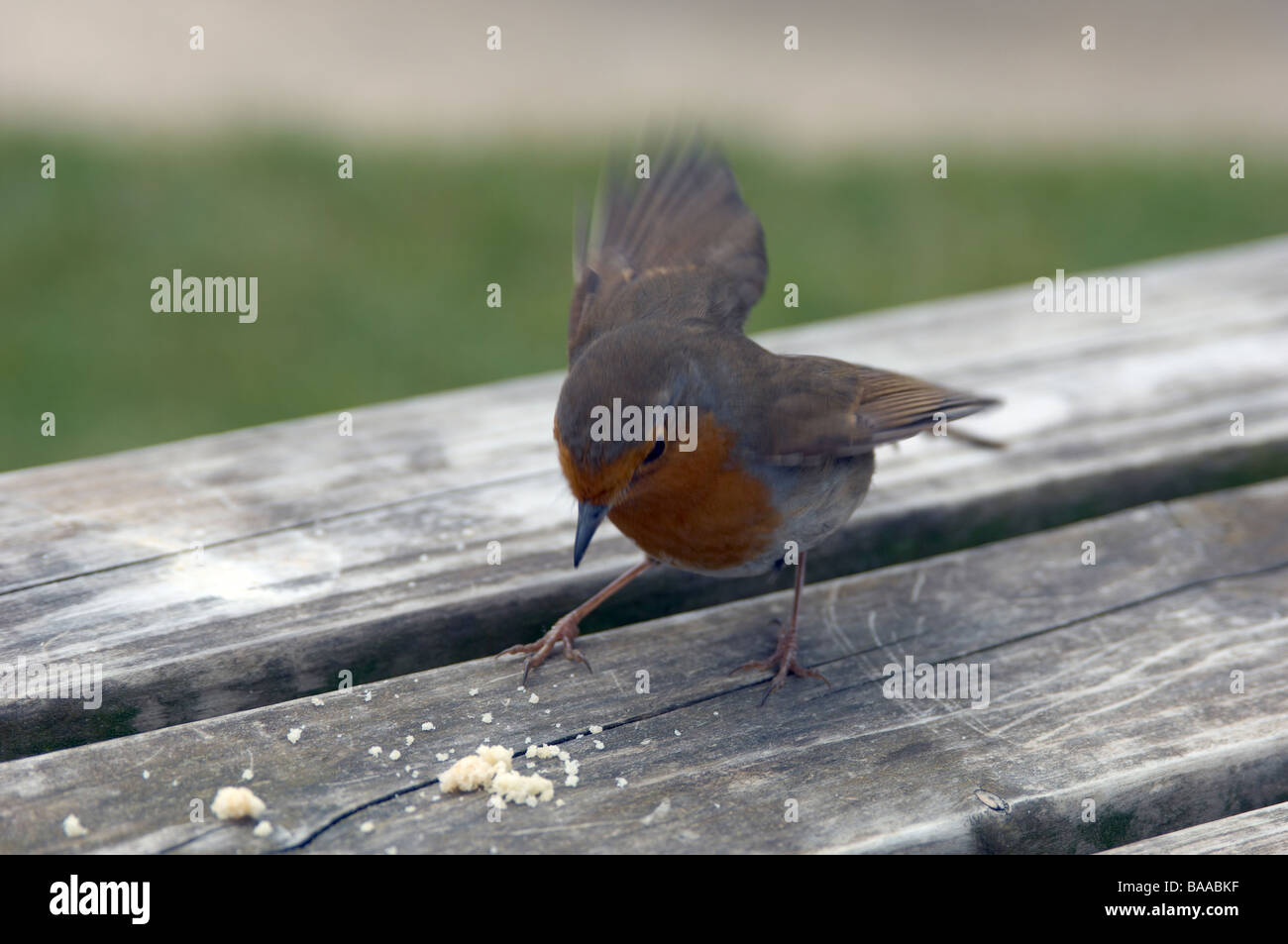Garden bird eating bread hi-res stock photography and images - Alamy