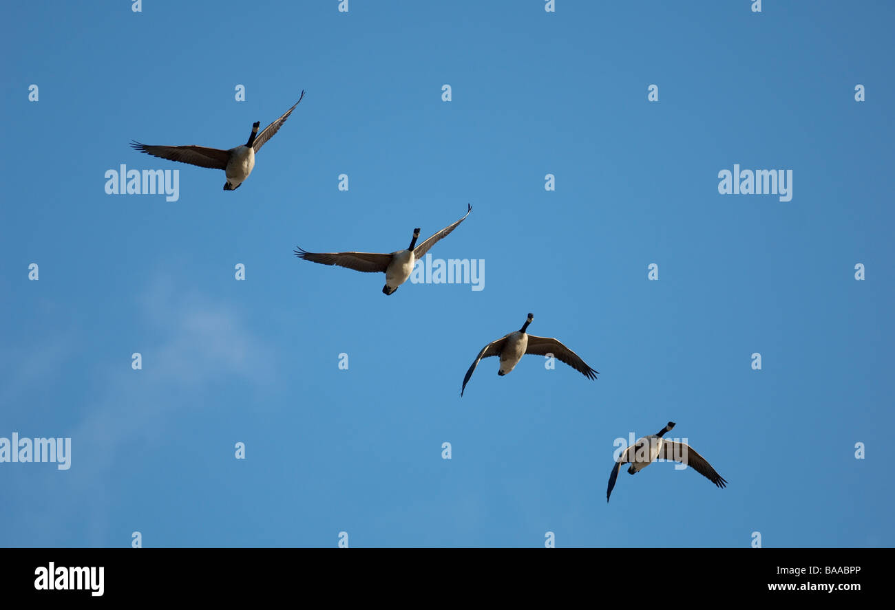 Goosing hi-res stock photography and images - Alamy