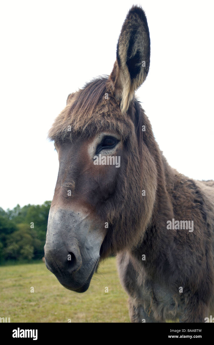 Donkey sweden hi-res stock photography and images - Alamy