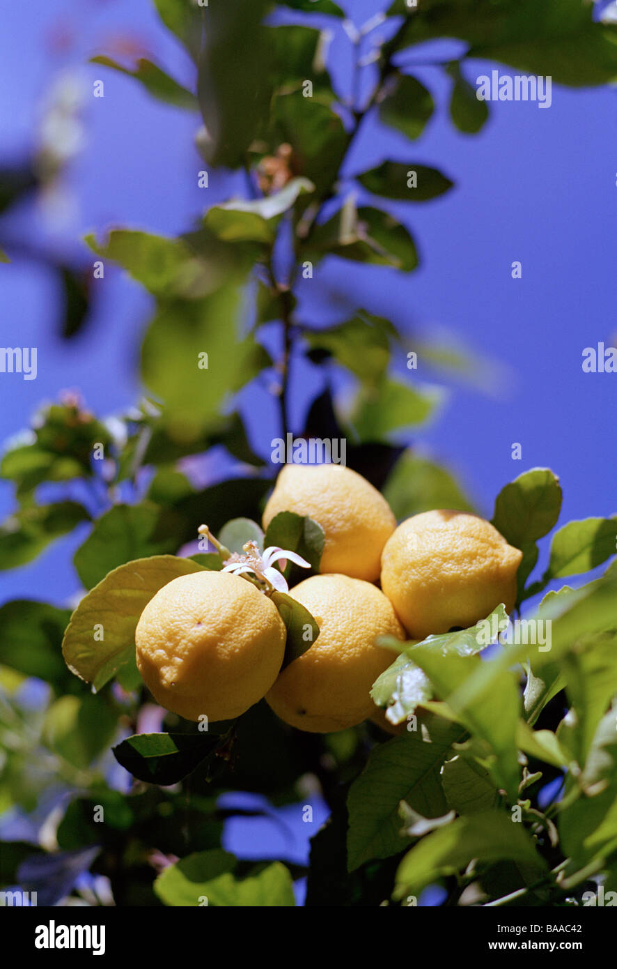 A lemontree, Majorca Stock Photo - Alamy