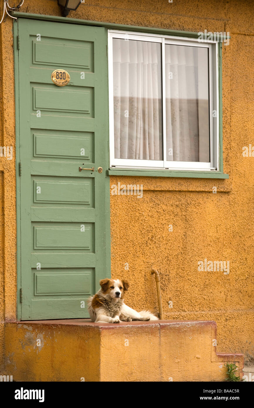 Kelly the dog hi-res stock photography and images - Alamy