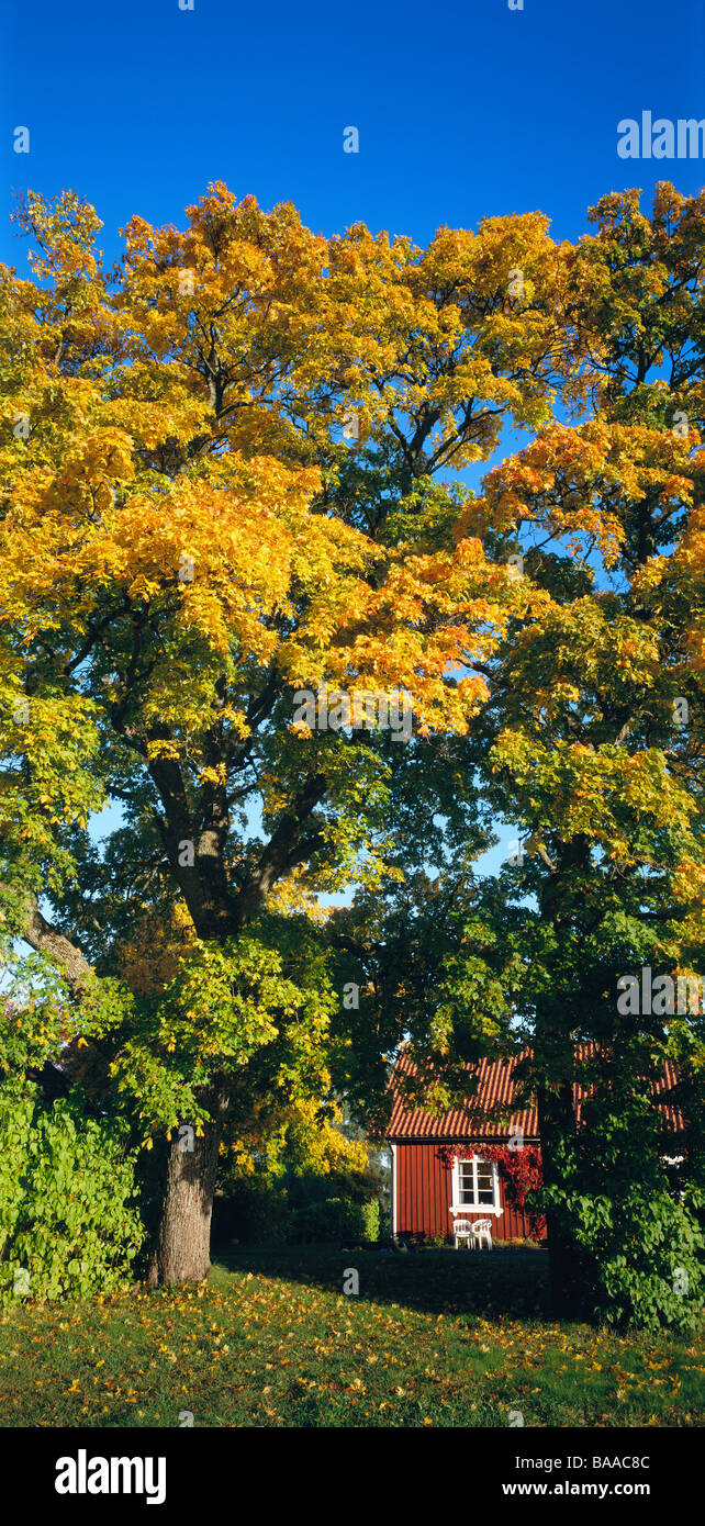 House surrounded by trees Stock Photo - Alamy