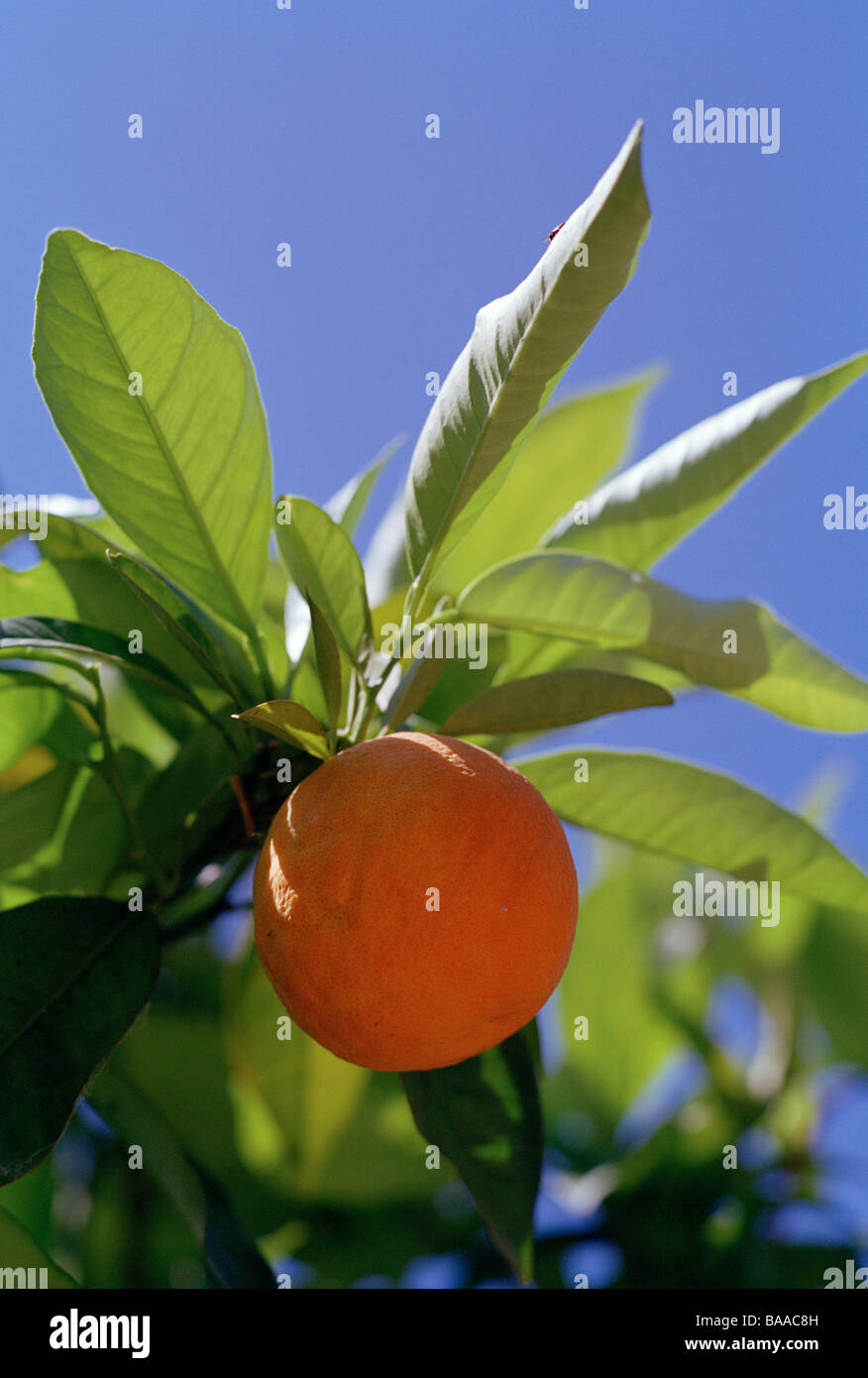 An orange tree, Majorca Stock Photo - Alamy
