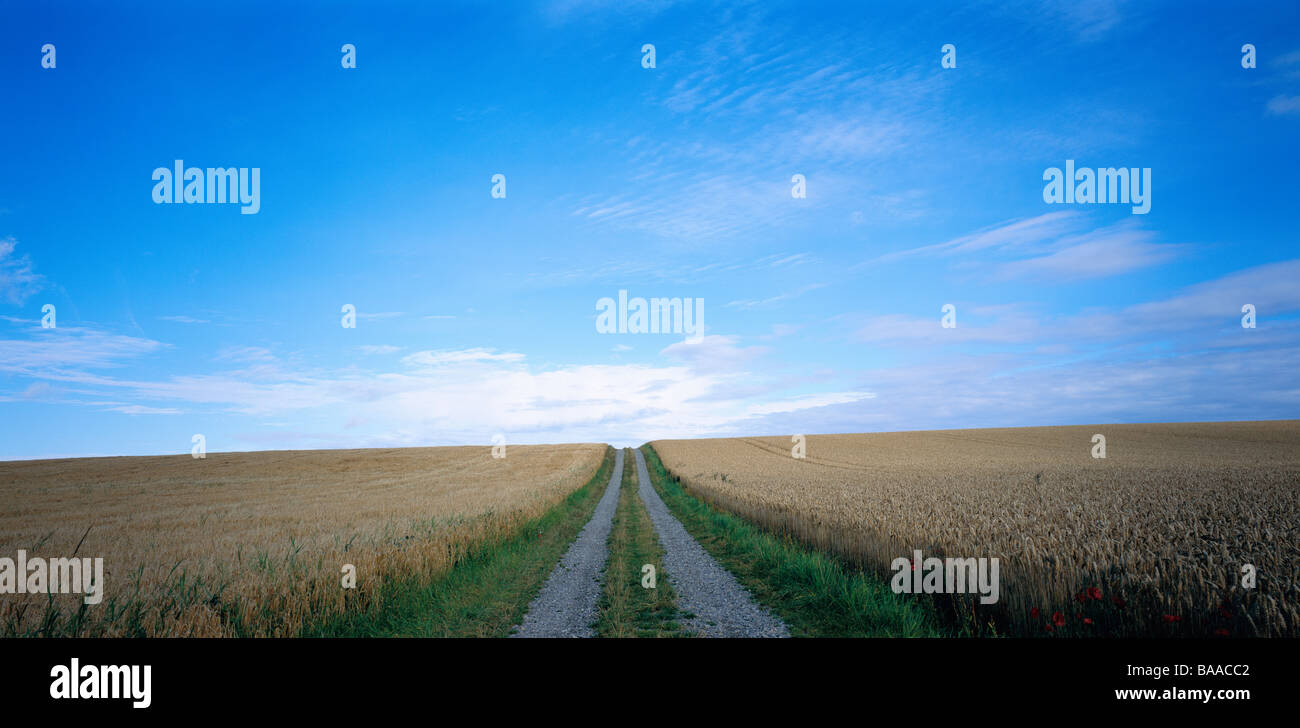 Pathway amidst grainfield Stock Photo - Alamy