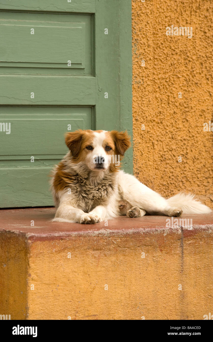 Dog on stoop, Valparaiso, Chile Stock Photo - Alamy
