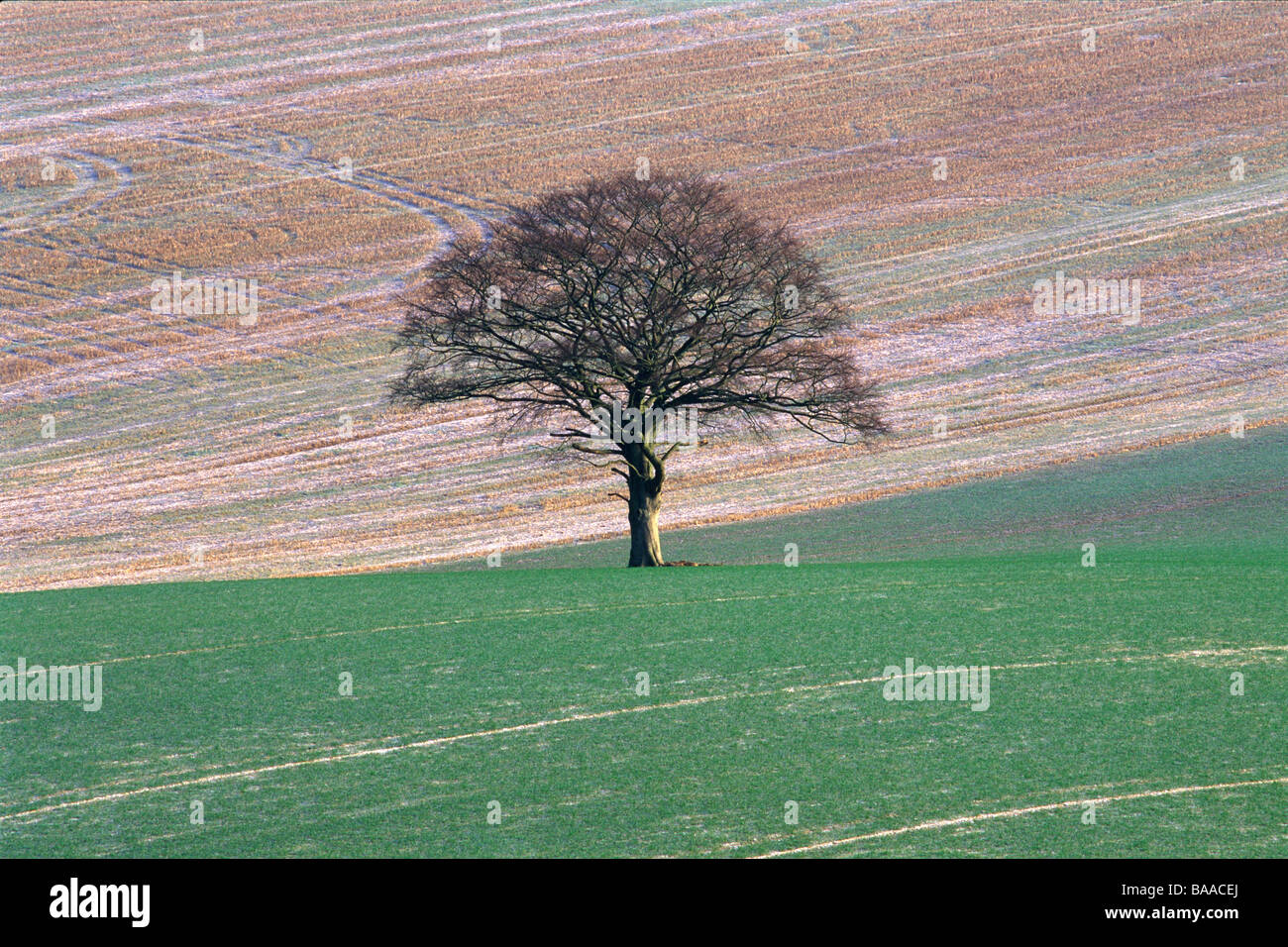 Meon Valley tree Stock Photo - Alamy