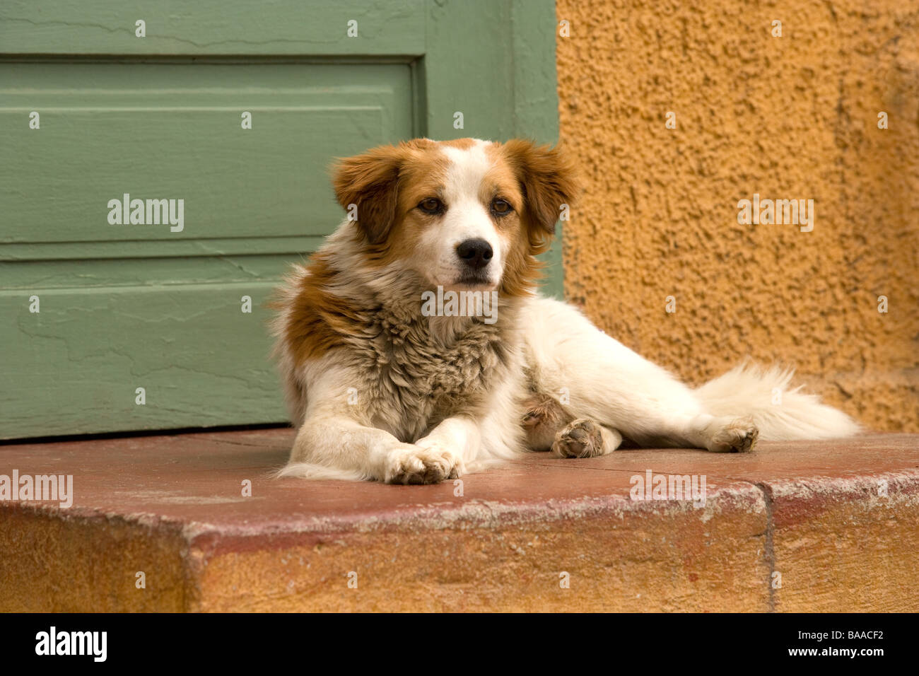 Dog on stoop, Valparaiso, Chile Stock Photo - Alamy