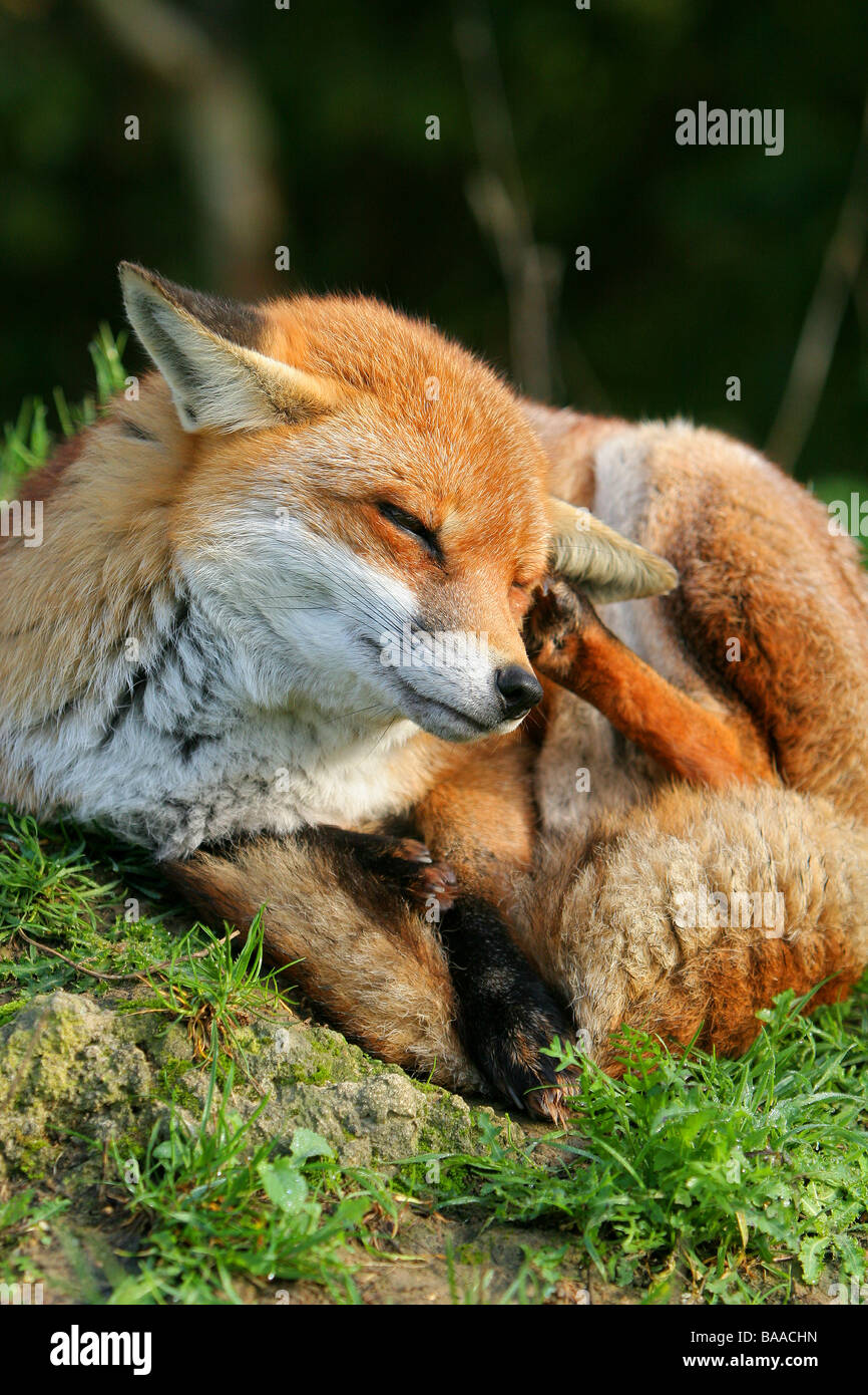 Portrait of a Red Fox vulpes vulpes scratching Stock Photo - Alamy
