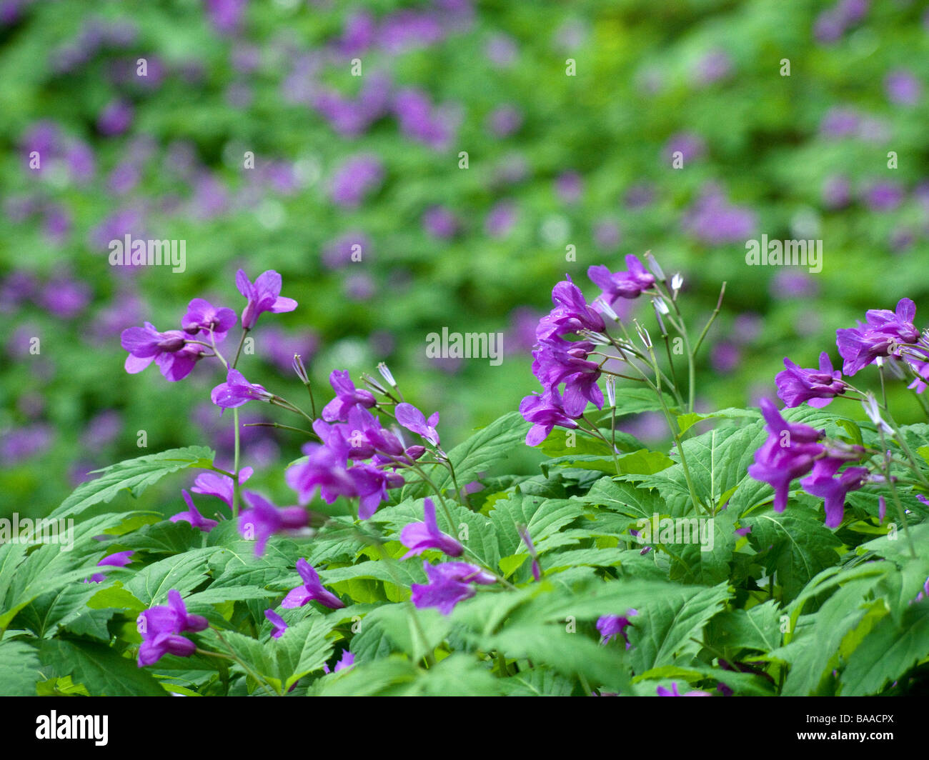 Dentaria glandulosa hi-res stock photography and images - Alamy
