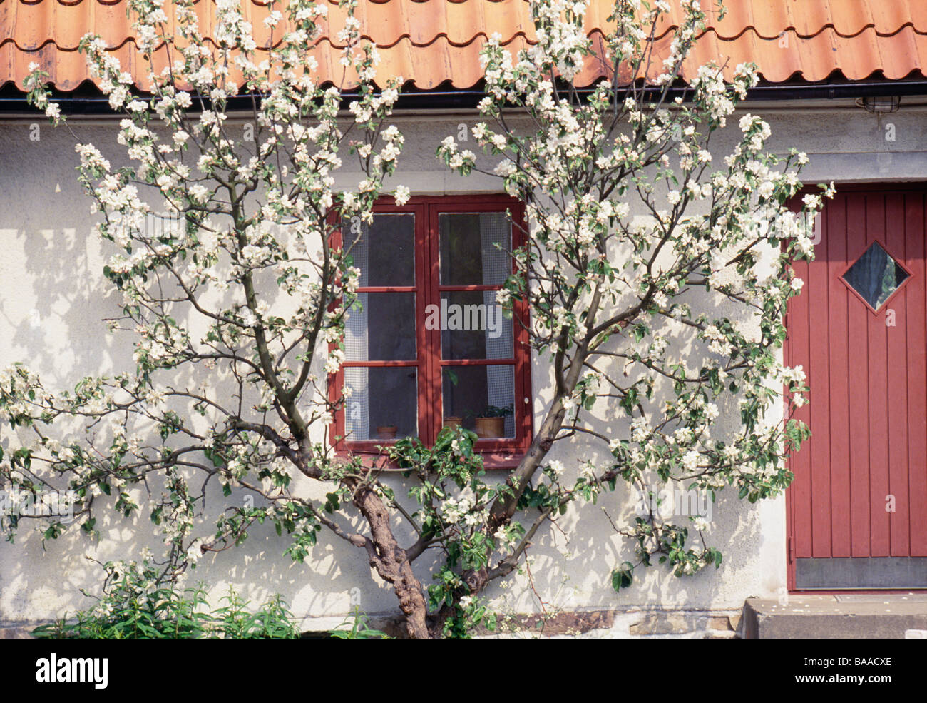 Pear tree dwelling hi-res stock photography and images - Alamy
