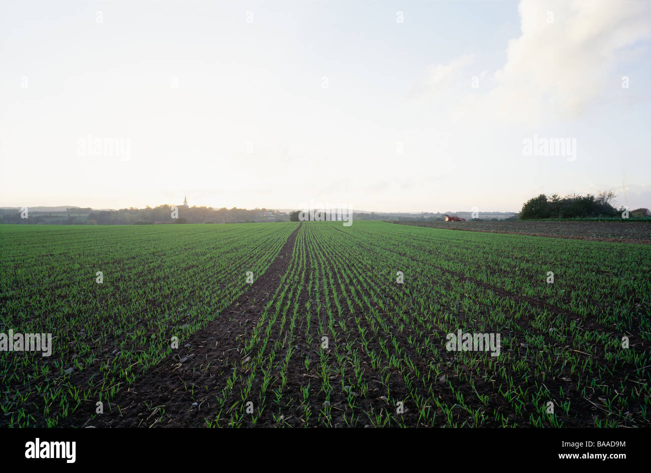 Crops in field Stock Photo - Alamy