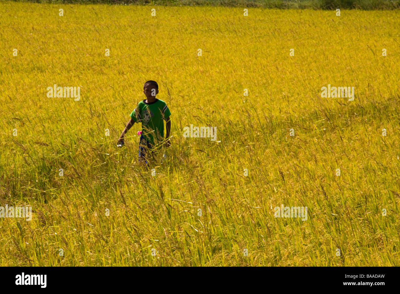 A boy crossing a yellow rice field Stock Photo - Alamy