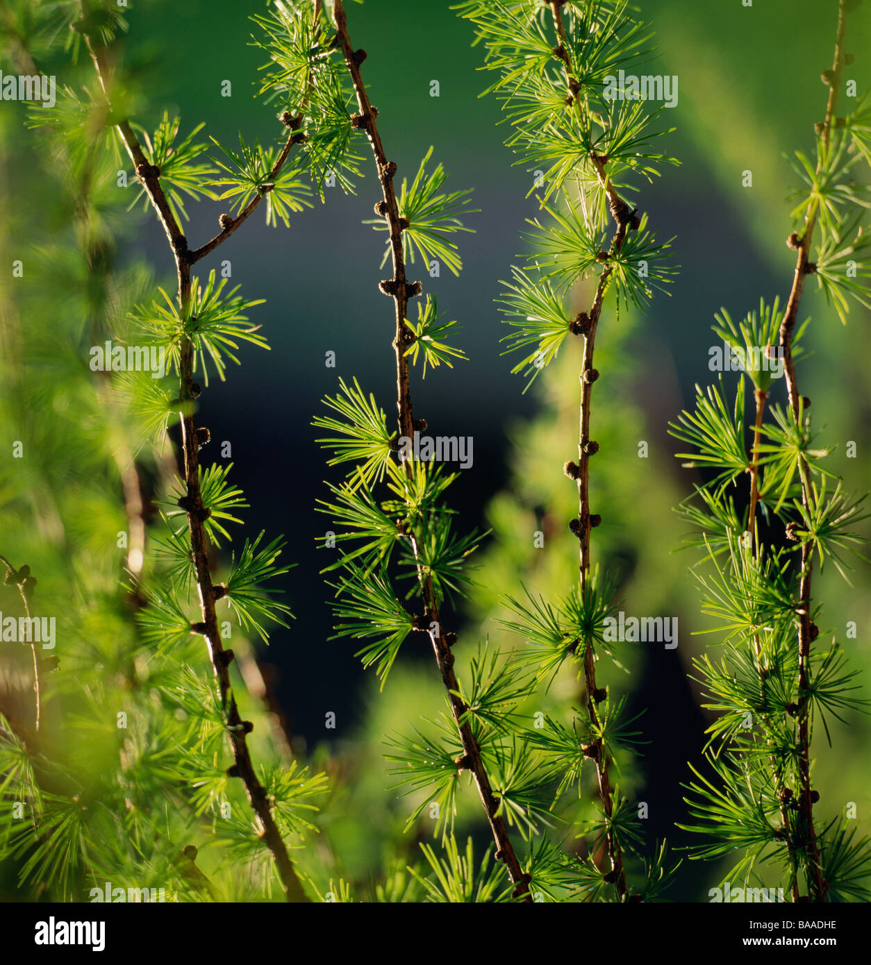Leaves on stem Stock Photo - Alamy