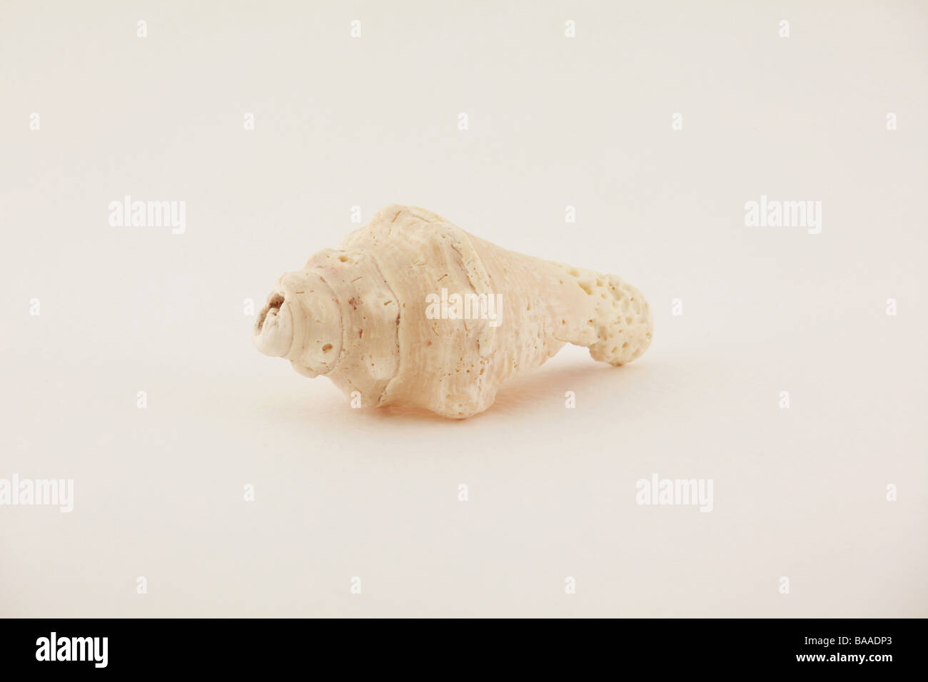 Eroded conch shell Stock Photo - Alamy
