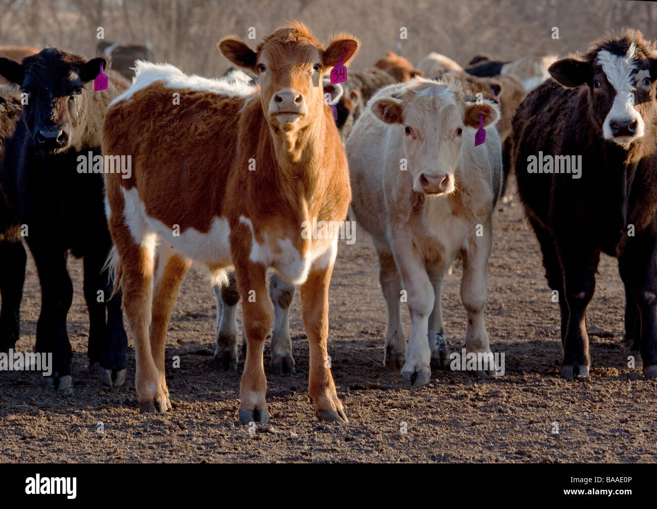 Cattle feedlot hi-res stock photography and images - Alamy