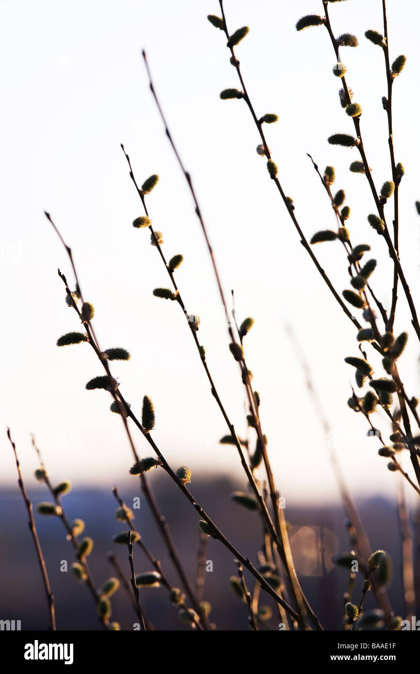 Plants waving in the wind, Stockholm, Sweden Stock Photo - Alamy