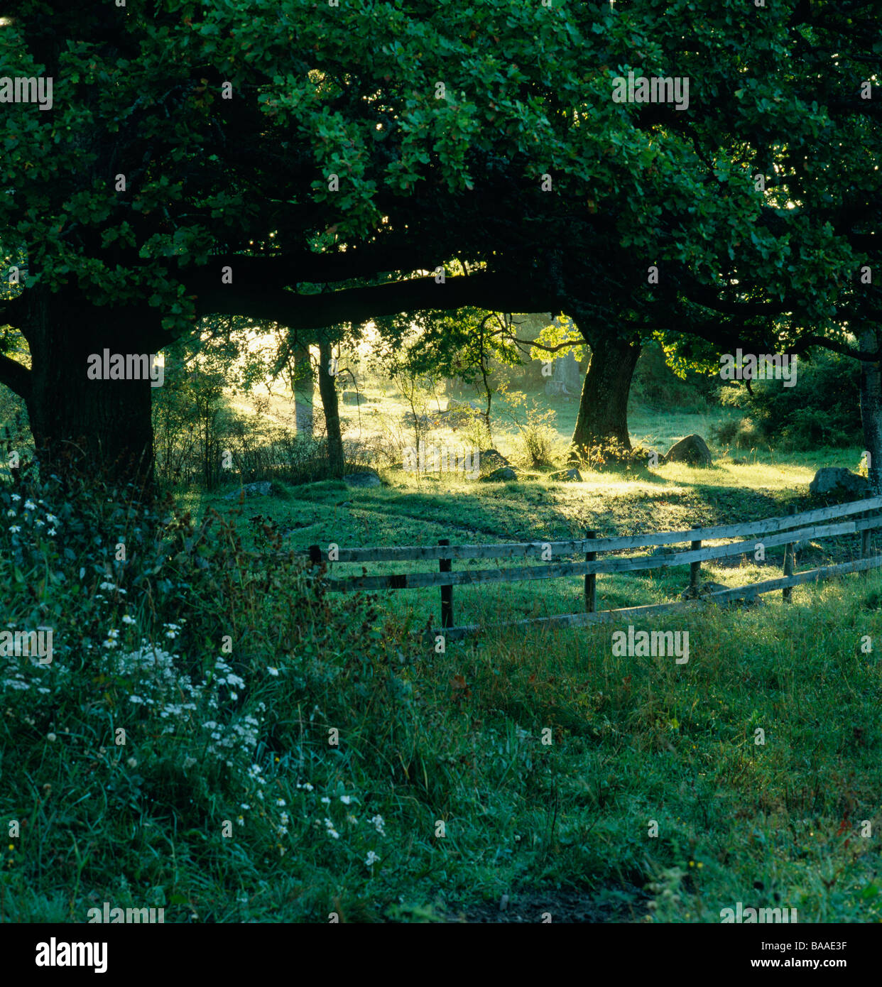 Trees in forest Stock Photo - Alamy