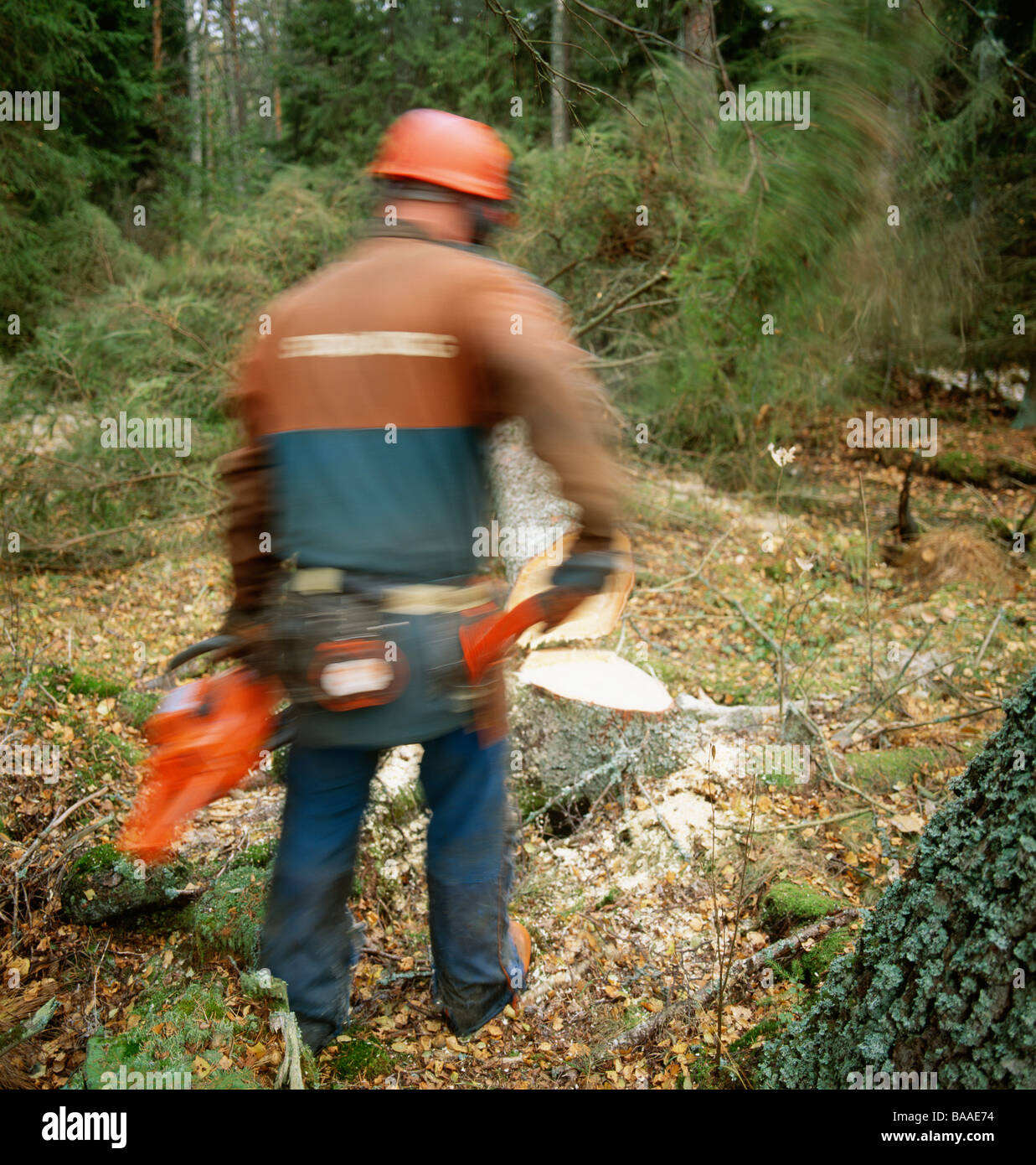 Man cutting trees in forest Stock Photo - Alamy